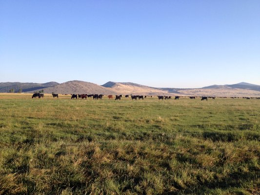 FIVE DOT RANCH - Updated October 2025 - 490-425 Hwy 139, Susanville ...