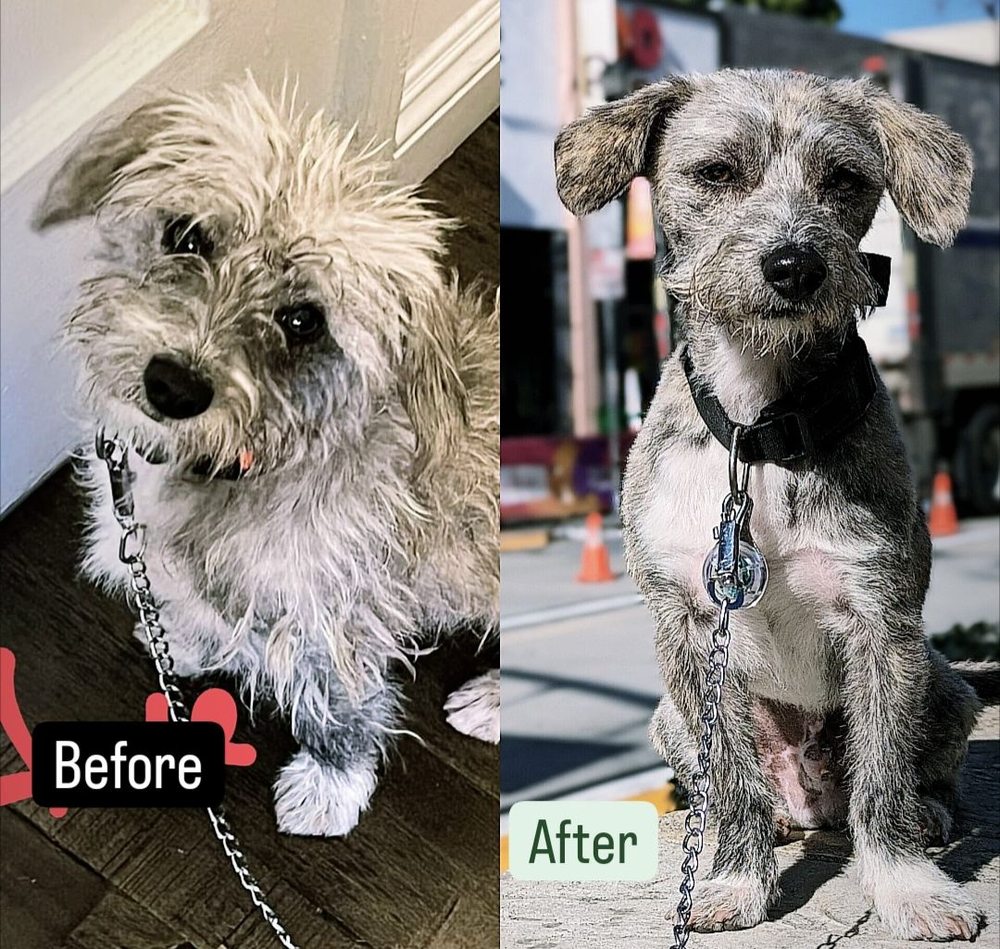 PUPPY LAND GROOMING & SERVICE - Updated December 2025 - 158 Photos & 27 ...