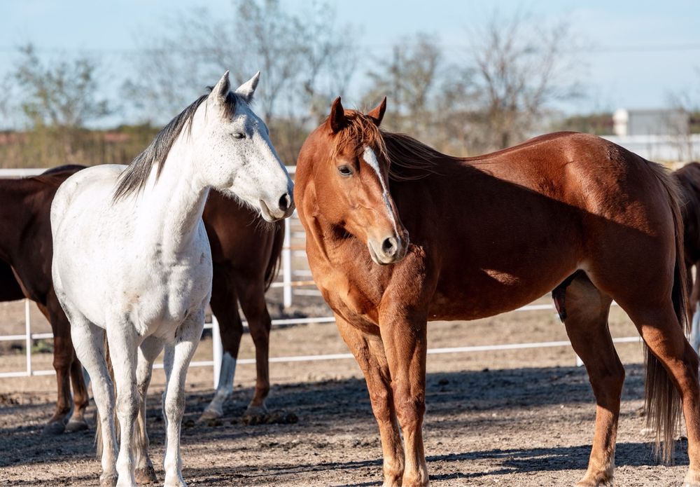 4 HEARTS RANCH - Updated November 2025 - 130 Photos - 16151 US 377 S ...