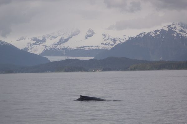 DOLPHIN JET BOAT TOURS - Updated September 2025 - 51 Photos & 105 ...