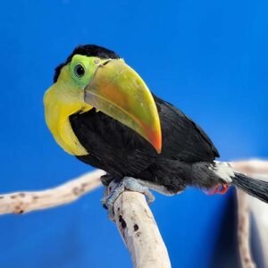 DALLAS PARROTS - 30 Photos - 2608 Long Prairie Rd, Flower Mound, TX - Yelp