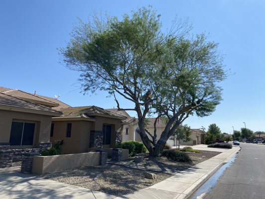 ARBOR CARE TREE SERVICE - Updated August 2025 - 263 Photos & 347 ...