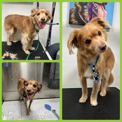 FURRY FRIENDS MOBILE PET SPA - Updated January 2026 - Conyers, Georgia ...