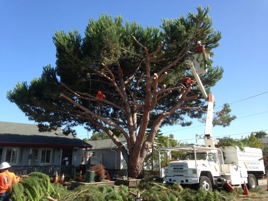 CAL TREE CARE - Updated May 2025 - 65 Photos & 170 Reviews - Hayward ...