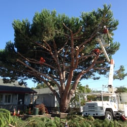 CAL TREE CARE - 58 Photos & 153 Reviews - Tree Services - Hayward, CA ...