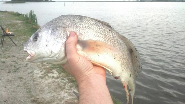 POINTE MOUILLEE STATE GAME AREA - 37205 Mouillee Rd, Brownstown Charter ...