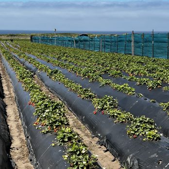 SWANTON BERRY FARM - Updated January 2025 - 1110 Photos & 532 Reviews ...