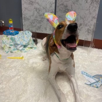 OLDE TOWNE PET RESORT - Updated April 2025 - 118 Photos & 211 Reviews ...