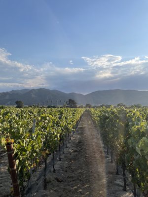 BRICK BARN WINE ESTATE - 253 Photos & 204 Reviews - 795 W Hwy 246 ...