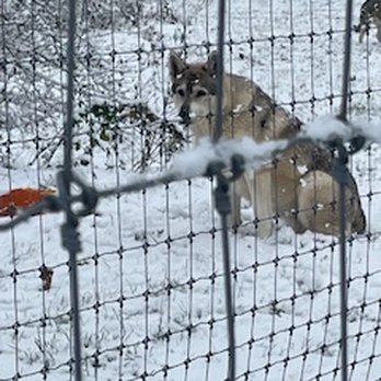 THE WOLF SANCTUARY OF PA - 257 Photos & 91 Reviews - 465 Speedwell ...