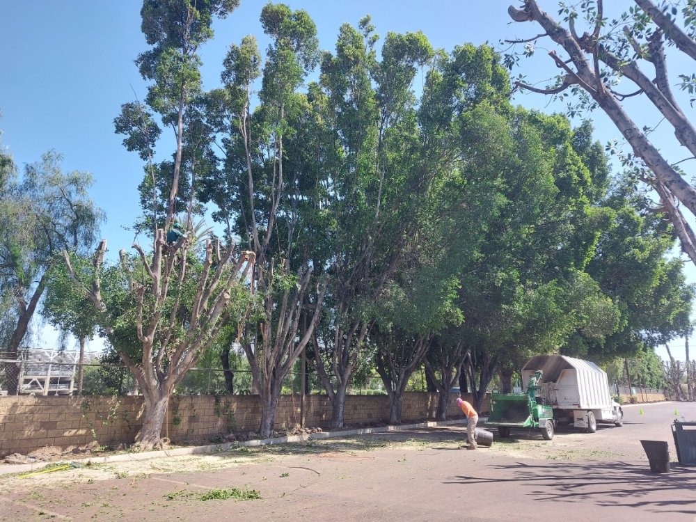 EZRA TREE SERVICE - Updated November 2025 - 489 Photos & 226 Reviews ...