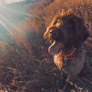 PETS R INN FM - Updated October 2025 - 10 Reviews - 3902 13th Ave S ...