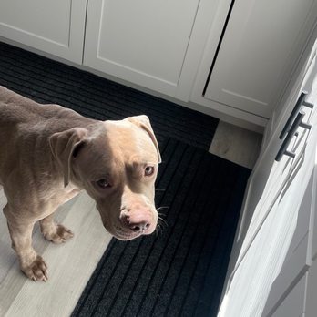 DIRK BUTCHKO PRO VET - Updated August 2024 - 151 Photos & 328 Reviews ...