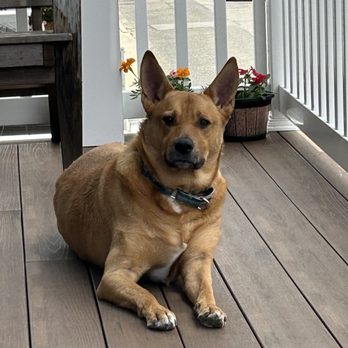 POSH PETS RESCUE - Updated January 2026 - 438 Photos & 300 Verified ...