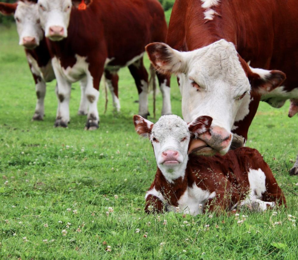 PEZZA FARM AND GARDEN CENTER - Updated November 2024 - 64 Photos & 16 ...