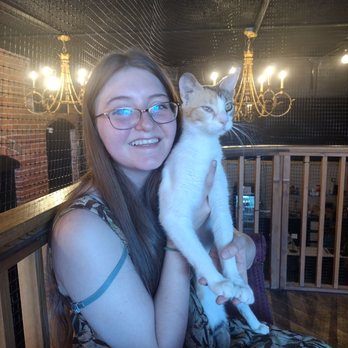 THE BISCUIT FACTORY CAT LOUNGE - Updated December 2025 - 40 Photos & 10 ...