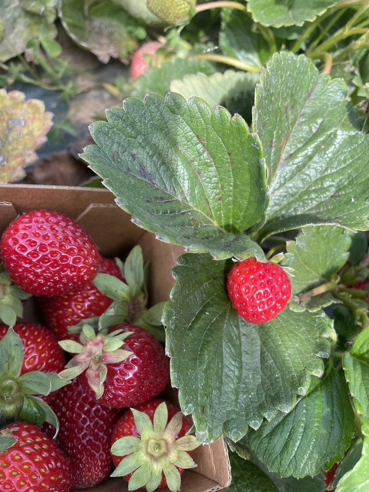 CRYSTAL BAY FARM - Updated May 2025 - 154 Photos & 74 Reviews - 40 Zils ...