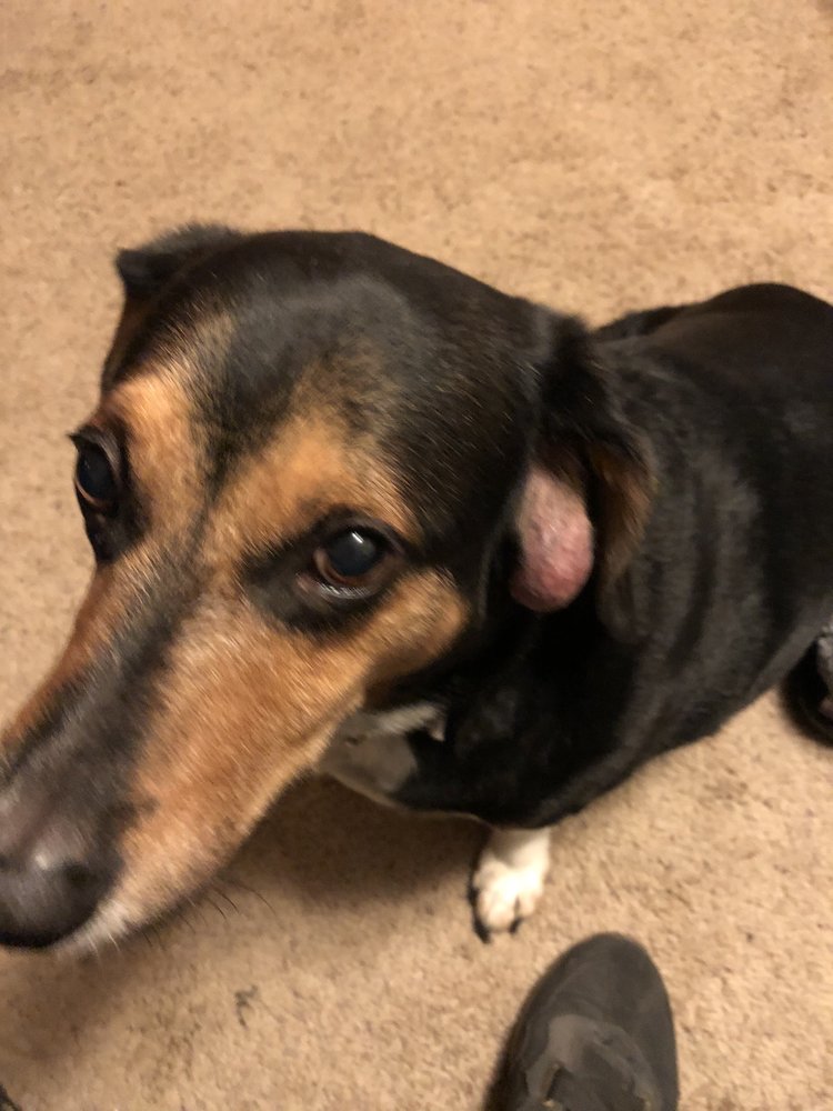 CERBAT CLIFFS ANIMAL HOSPITAL - Updated October 2025 - 39 Photos & 42 ...