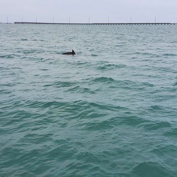 The Original Dolphin Watch - 123 Photos & 85 Reviews - Tours - 33256 ...
