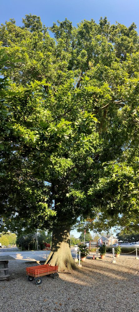 HARBES FAMILY FARM & VINEYARD - Updated October 2024 - 814 Photos & 293 ...