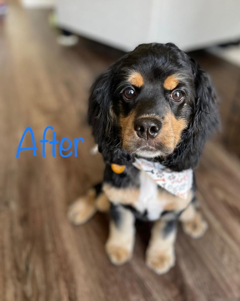 DAPPER DOGS GROOMING - Updated July 2025 - 42 Photos & 22 Reviews ...