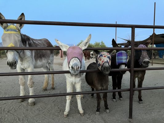 THE HANGRY DONKEY RANCH - Updated December 2025 - 26 Photos - 30615 N ...