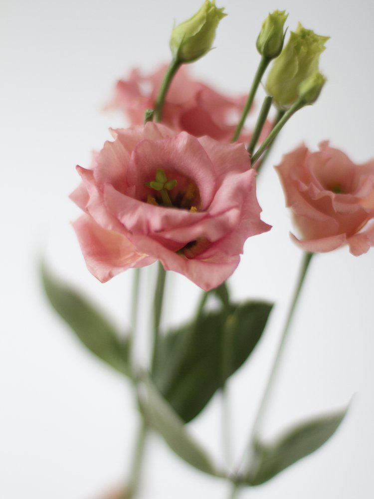 THE FLOWER PETALER - Updated July 2024 - 11 Photos - Vancouver, British ...