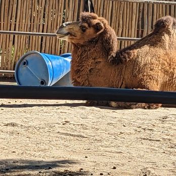 SANTA ANA ZOO - 1346 Photos & 675 Reviews - 1801 E Chestnut Ave, Santa ...