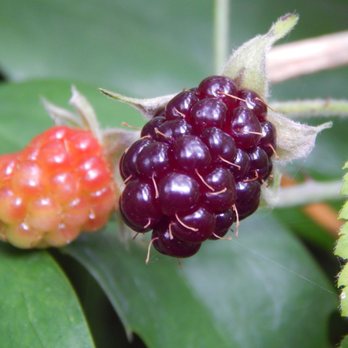 YOST PARK - Updated October 2025 - 58 Photos & 15 Reviews - 9535 ...