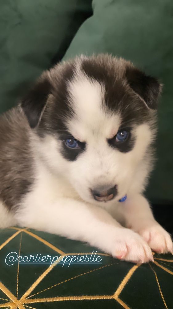 CARTIER PUPPIES - Updated January 2025 - Hazel Crest, Illinois - Pet ...