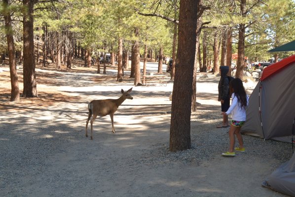 PINE CLIFF RV RESORT & GENERAL - 95 Photos & 124 Reviews - 1 June Lake ...