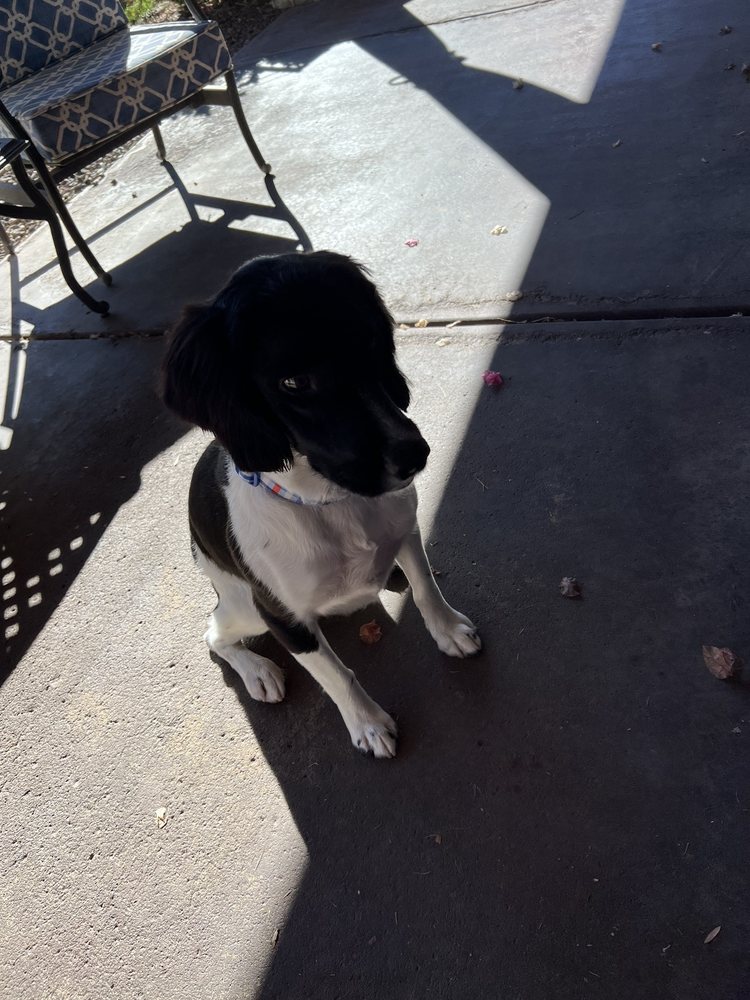 PAWS R US IN-HOME MOBILE GROOMING - Updated October 2025 - 13 Photos ...