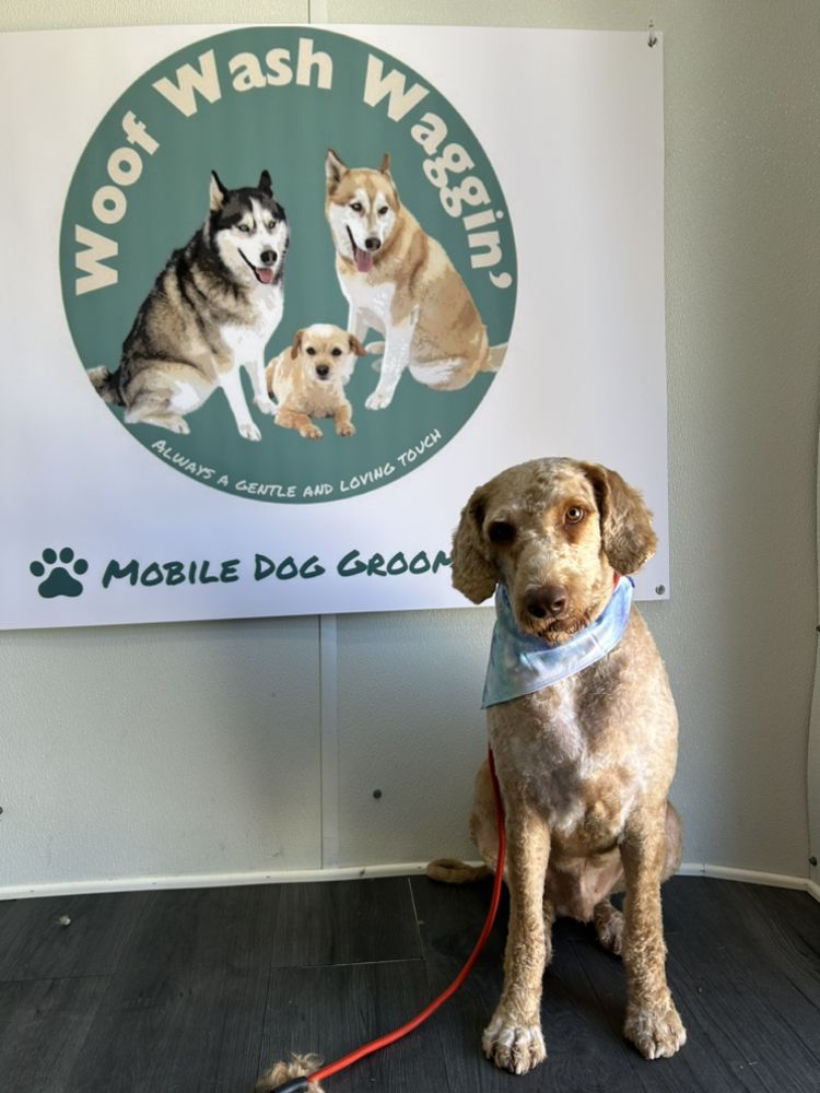 WOOF WASH WAGGIN - Updated October 2025 - 73 Photos & 53 Reviews ...