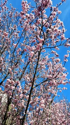 CITY OF SAN RAMON - Updated March 2024 - 39 Photos & 22 Reviews - 6200 ...