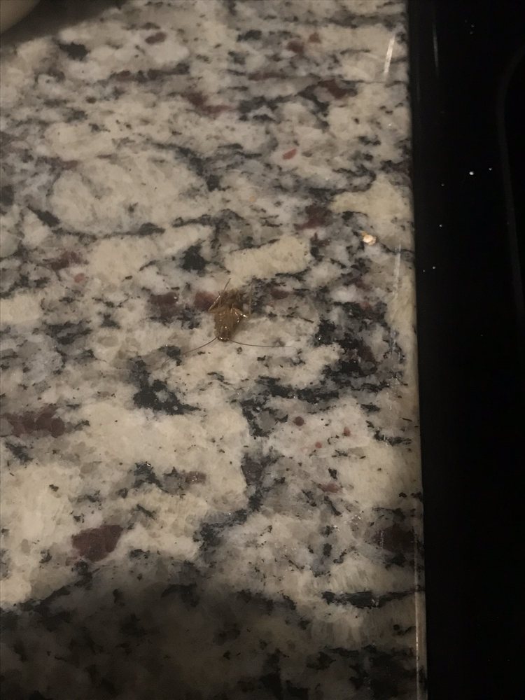 MAPLEWOOD VILLAGE - Updated August 2025 - 7223 Anna Ave, Maplewood ...