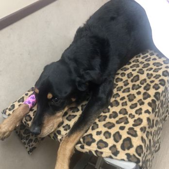 ANIMAL CLINIC NORTHVIEW - Updated July 2025 - 52 Photos & 127 Reviews ...