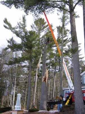 LUCAS TREE EXPERTS - Updated October 2025 - 25 Photos & 10 Reviews ...