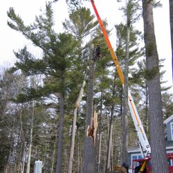 LUCAS TREE EXPERTS - 25 Photos - 636 Riverside St, Portland, Maine ...