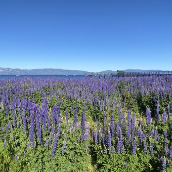 FANNY BRIDGE - Updated October 2025 - 34 Photos - Sunnyside, Tahoe City ...