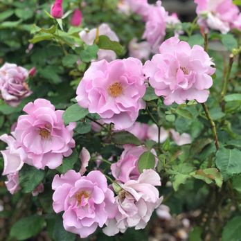 POINT DEFIANCE ROSE GARDEN - Updated May 2026 - 460 Photos & 30 Reviews ...