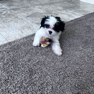 SIMPLY SOUTHERN PUPS - Updated July 2025 - 1557 Halfacre Rd, Newberry ...