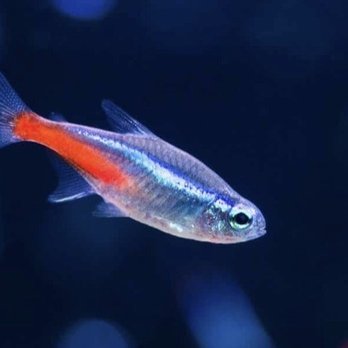 PREUSS PETS - Updated November 2024 - 74 Photos & 80 Reviews - 1127 N ...