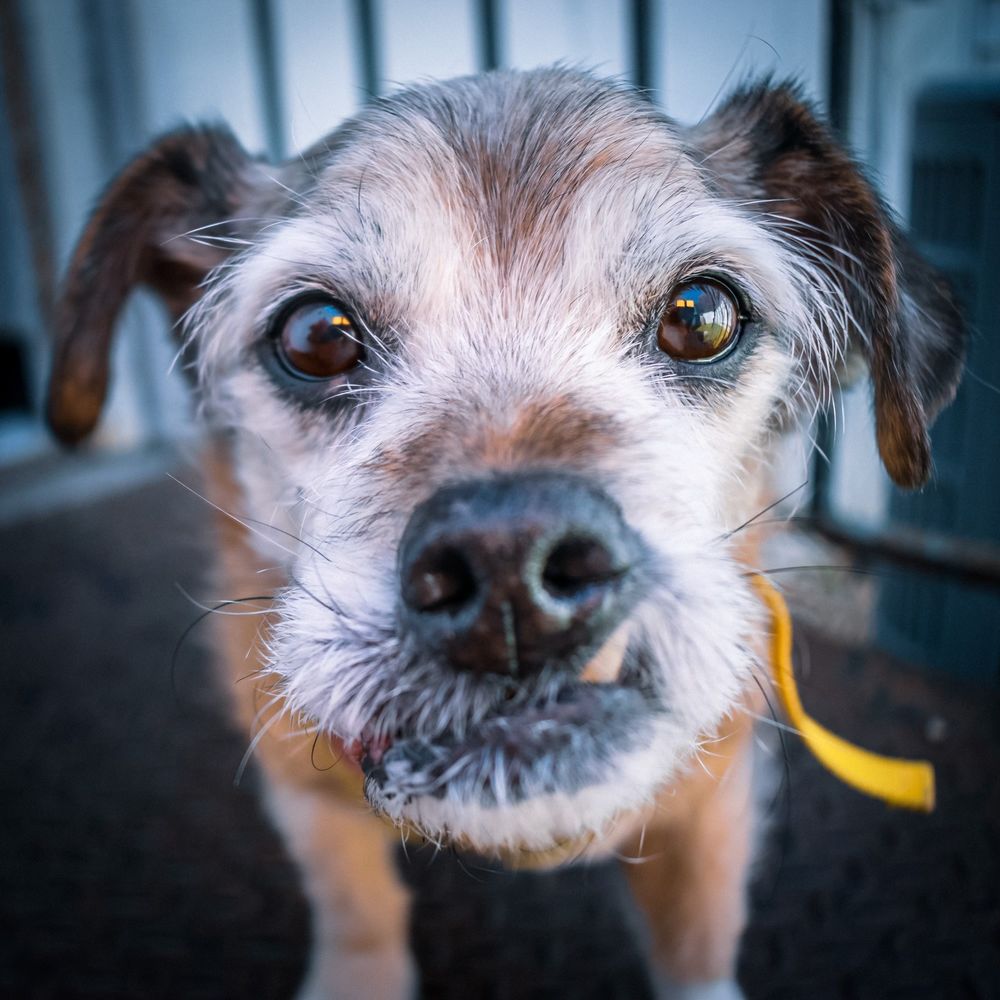 AMA ANIMAL RESCUE - Updated August 2025 - 248 Photos & 53 Reviews ...