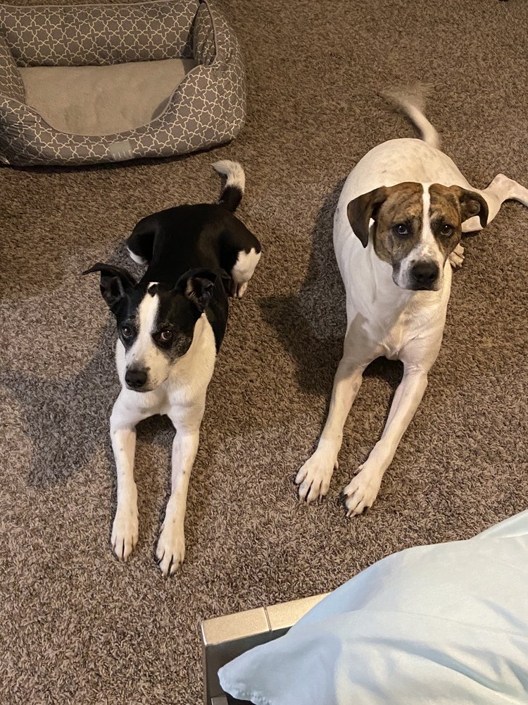 SOUTH SAN GABRIEL ANIMAL CLINIC - Updated October 2025 - 14 Photos & 50 ...