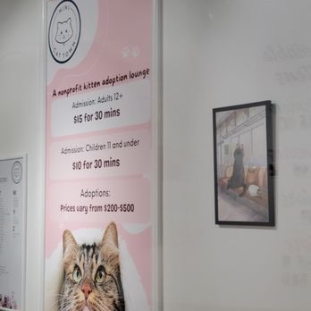 MINI CAT TOWN - MILPITAS - Updated March 2025 - 81 Photos & 22 Reviews ...