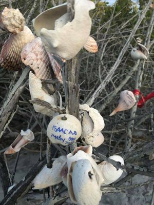 MANGROVE SHELL TREE - Updated September 2025 - Clearwater, Florida ...