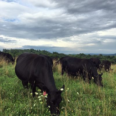 KINDERHOOK FARM - Updated November 2024 - 49 Photos & 10 Reviews - 1958 ...