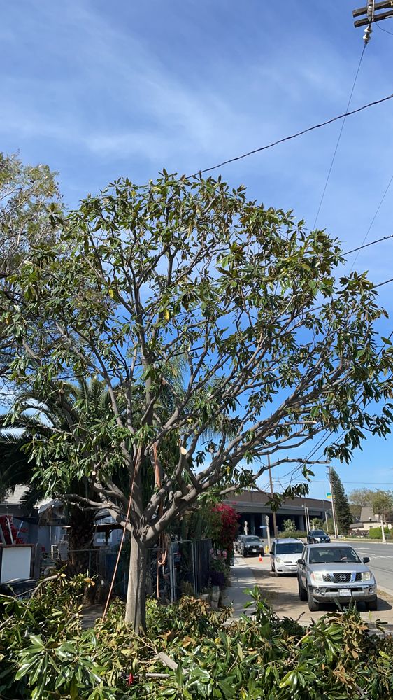 MANNY TREE CARE - Anaheim, California - Tree Services - Phone Number - Yelp