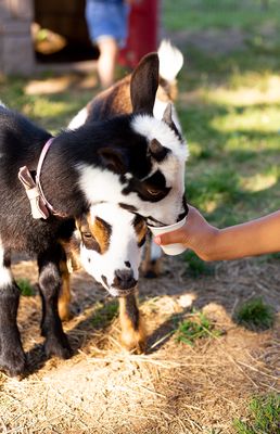 HUDDIN HOMESTEAD FUN FARM - Updated October 2025 - 45 Photos - 1666 ...