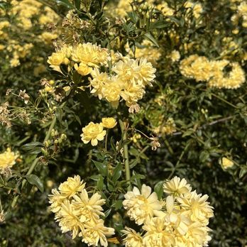 UCR BOTANIC GARDENS - Updated January 2026 - 699 Photos & 136 Reviews ...